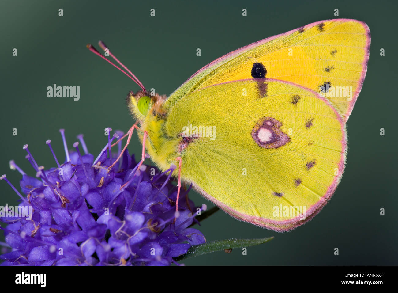 Clouded Yellow Colias croceus on Scabias flower with wings closed ...