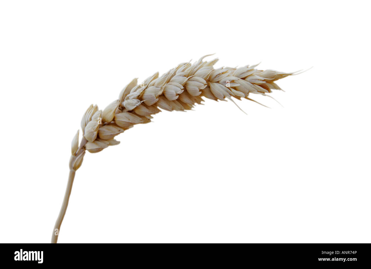 Blade of wheat Stock Photo - Alamy