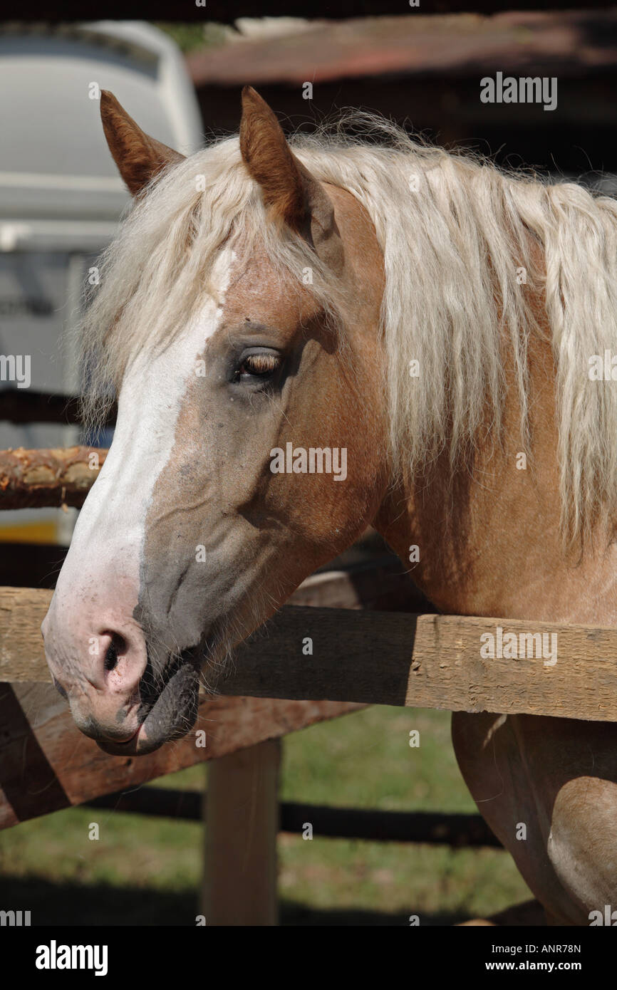 The cart horse Stock Photo - Alamy