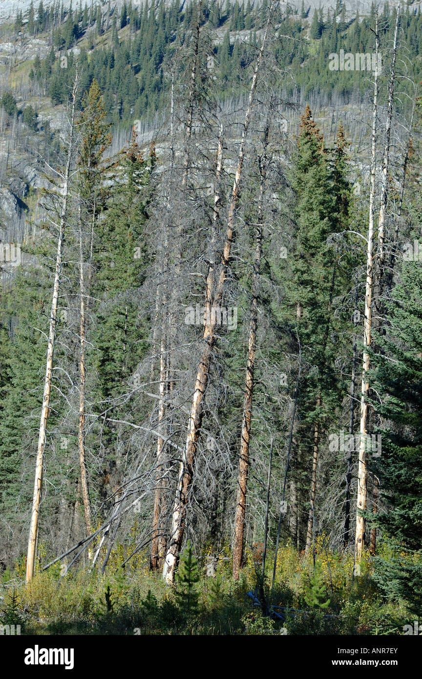 Dead fir tree hi-res stock photography and images - Alamy