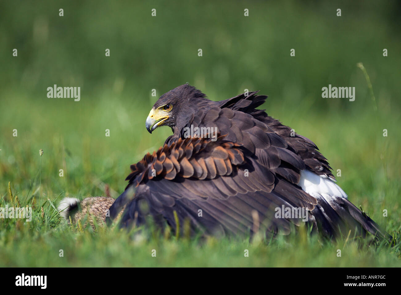 HARRIS' HAWK (Parabuteo unicinctus) mantling Rabbit in grass paddock ...