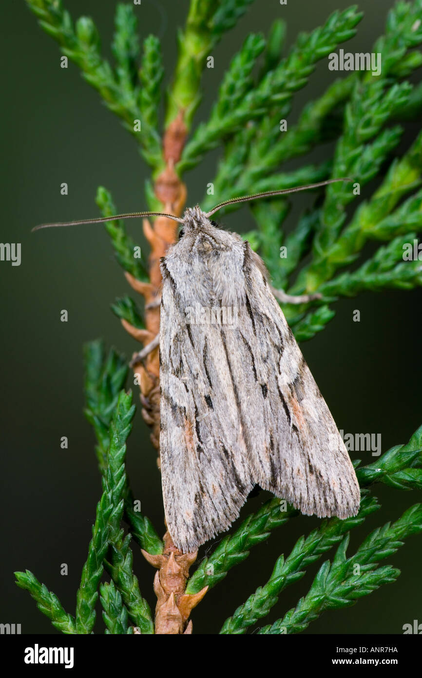 Shoulder knot hi-res stock photography and images - Alamy
