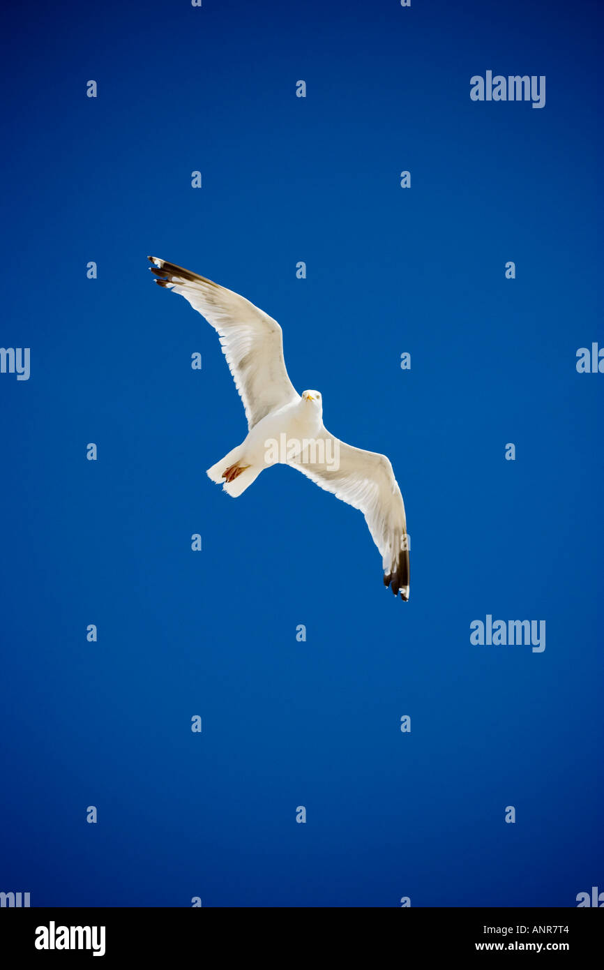 COMMON NAME: Seagull LATIN NAME Stock Photo - Alamy