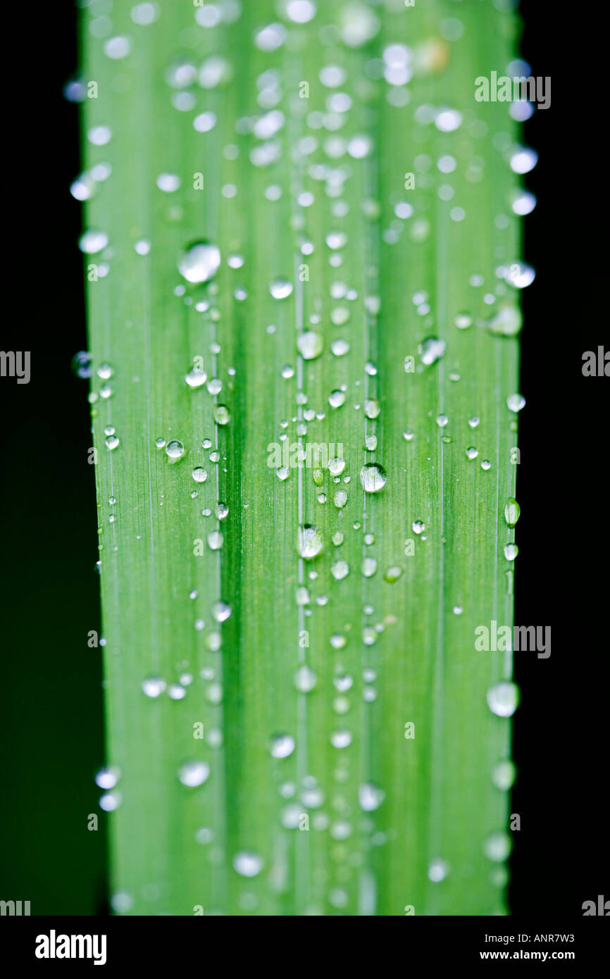 COMMON NAME: Water drops LATIN NAME Stock Photo - Alamy