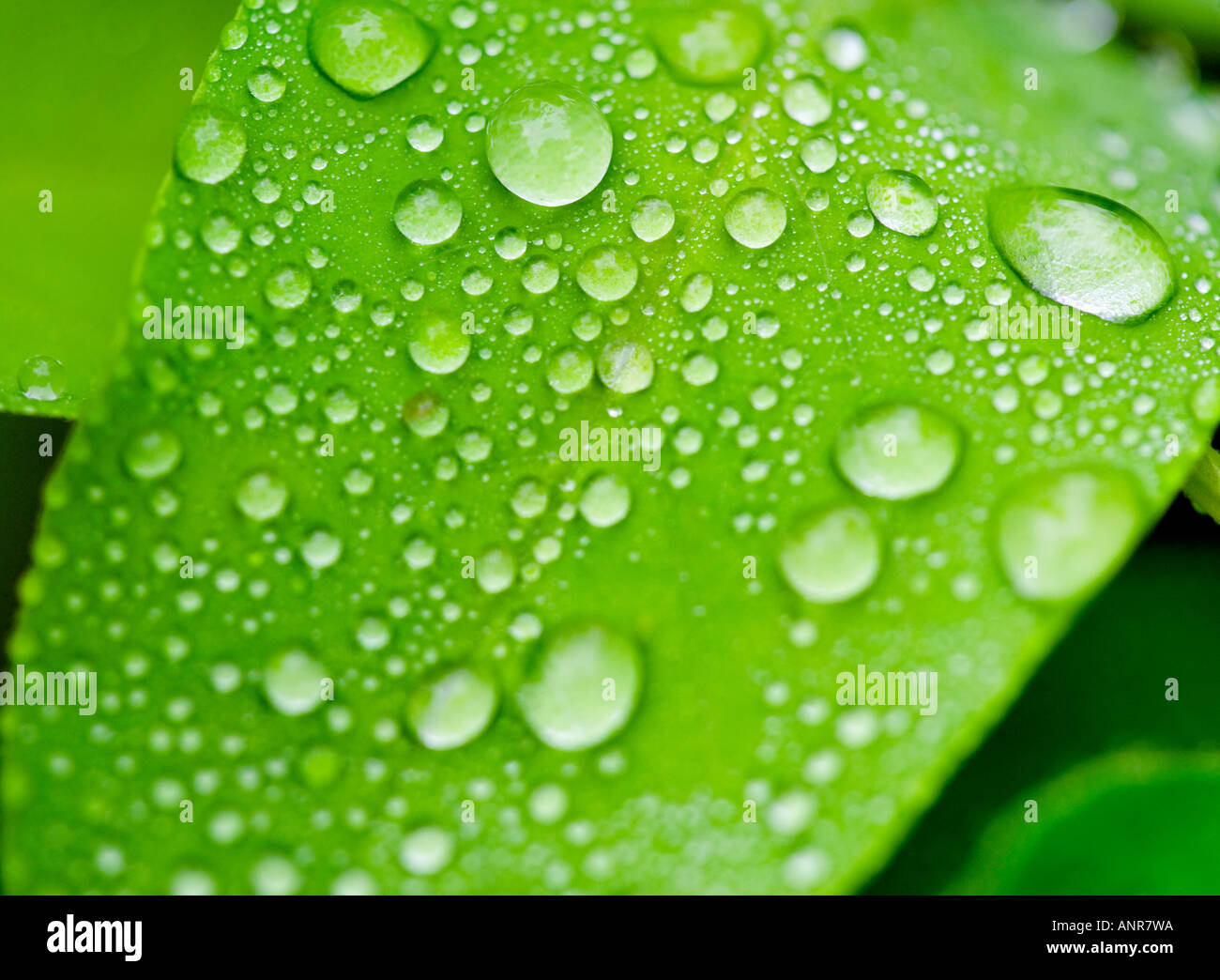 COMMON NAME: Water drops LATIN NAME Stock Photo - Alamy