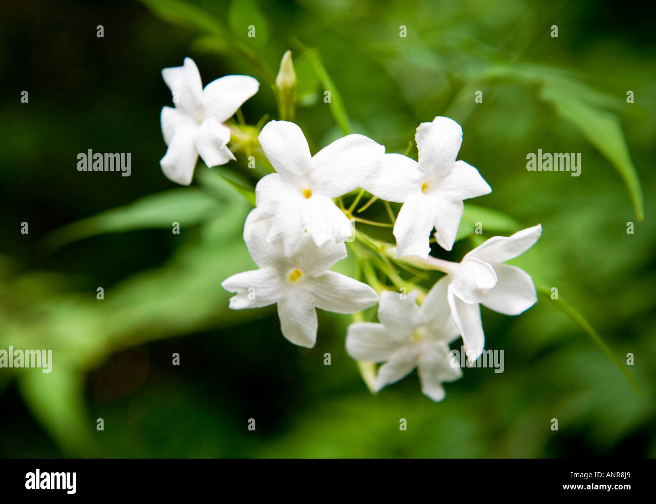 Jasmin jasminum officinale hi-res stock photography and images - Alamy