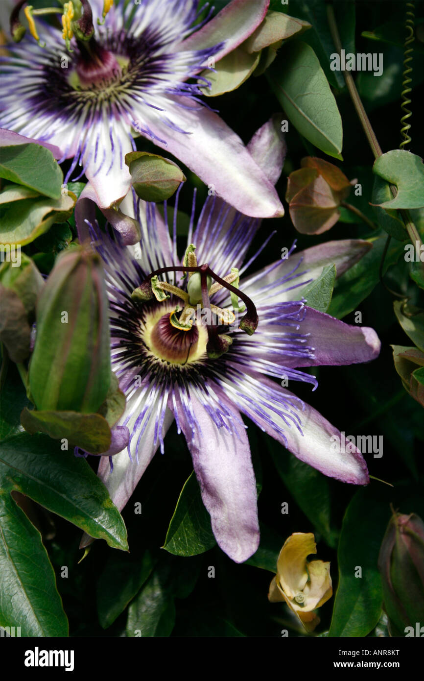 Passiflora Passion flower GRANADILLA PASSIFLORACEAE Stock Photo - Alamy