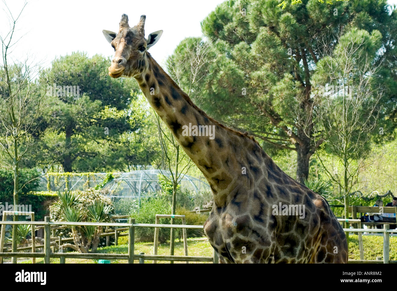 giraffa at zoo punta verde of lignano - udine italy Stock Photo - Alamy