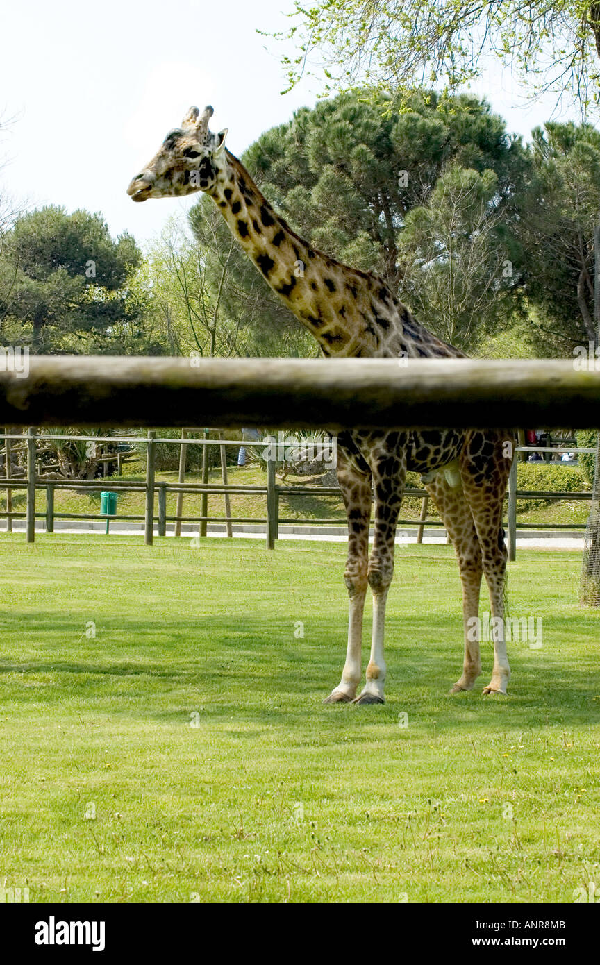 giraffa at zoo punta verde of lignano - udine italy Stock Photo - Alamy