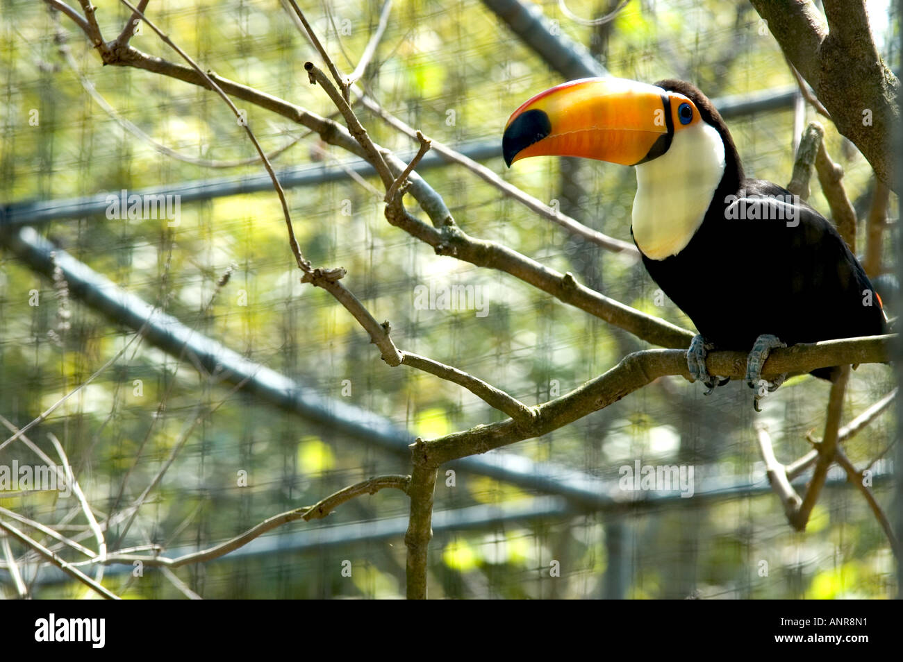 toucan behind a cage at zoo punta verde of lignano - udine italy Stock ...