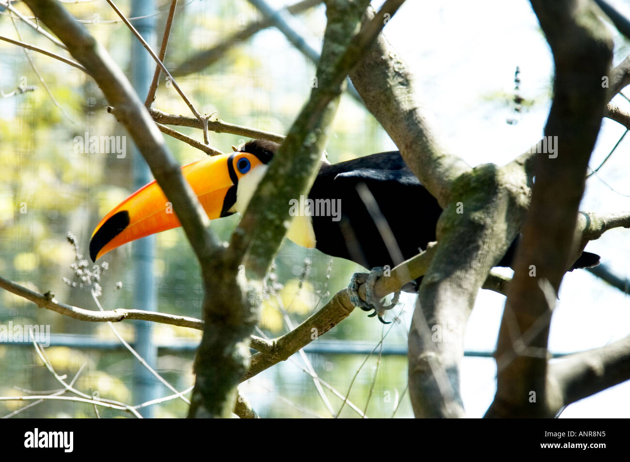 toucan behind a cage at zoo punta verde of lignano - udine italy Stock ...