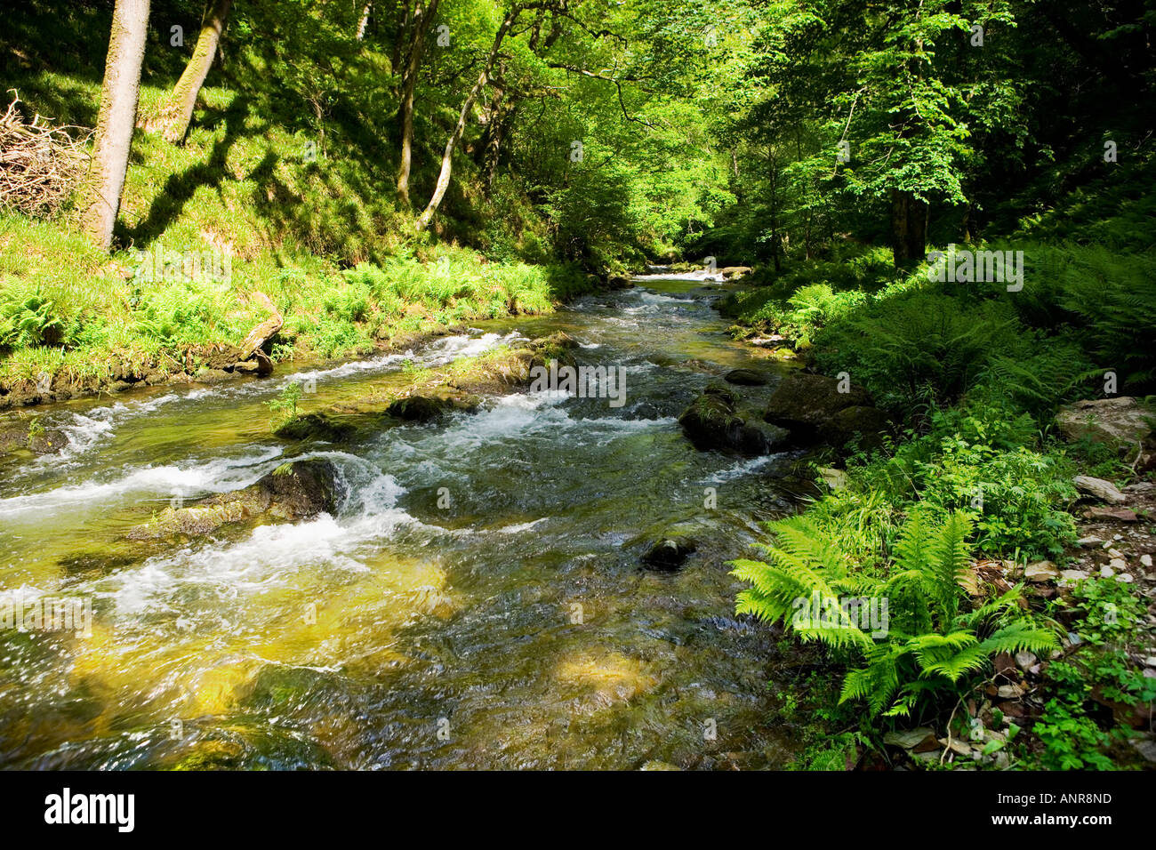 Common name: River Stock Photo - Alamy