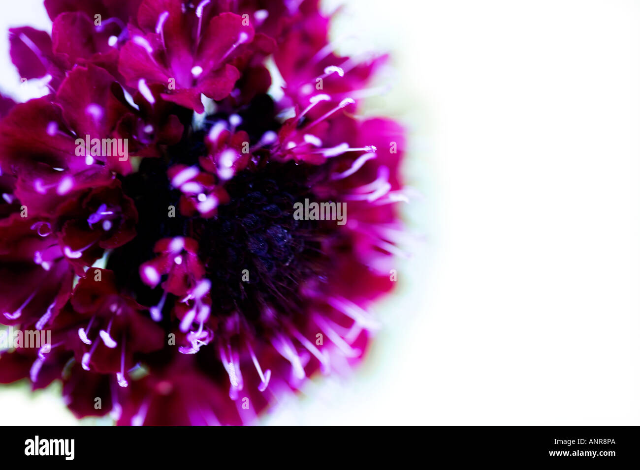 COMMON NAME: Scabious LATIN NAME: Scabiosa Stock Photo - Alamy