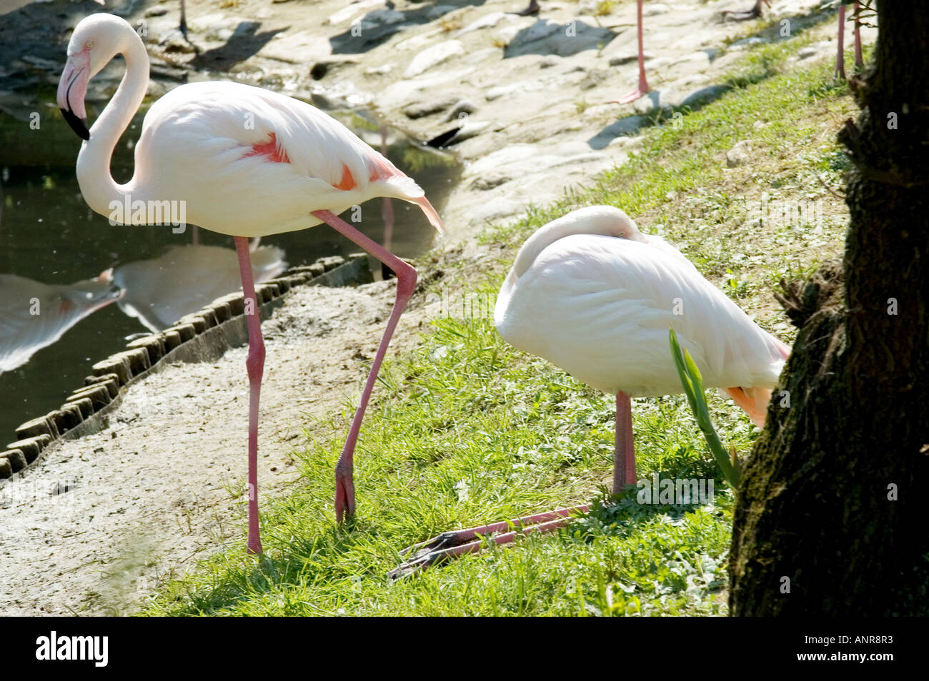 rosa flamingo at zoo punta verde of lignano - udine italy Stock Photo ...