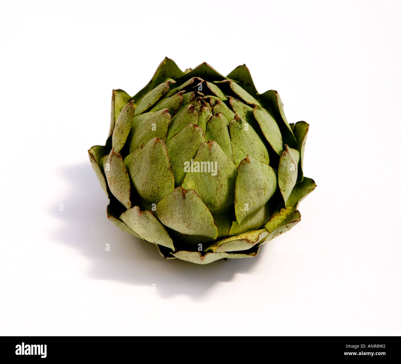 Cynara scolymus illustration Cut Out Stock Images & Pictures - Alamy