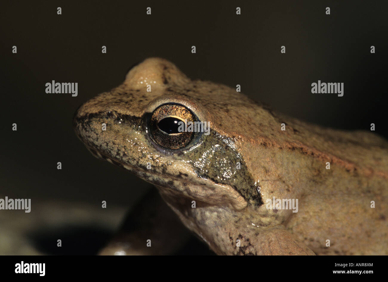 Italian Stream Frog (Rana italica), close up of head Stock Photo - Alamy
