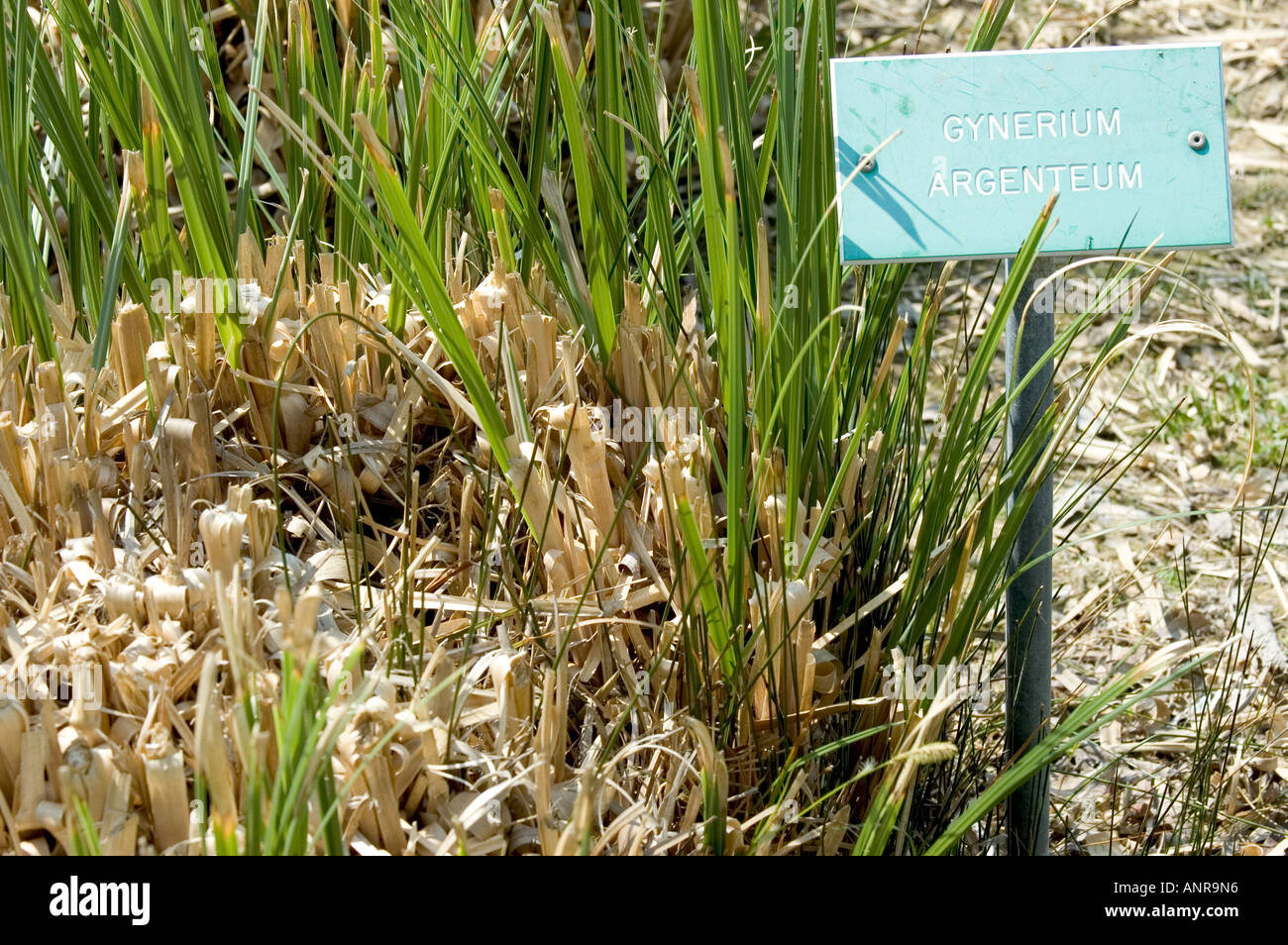 Gynerium argenteum hi-res stock photography and images - Alamy