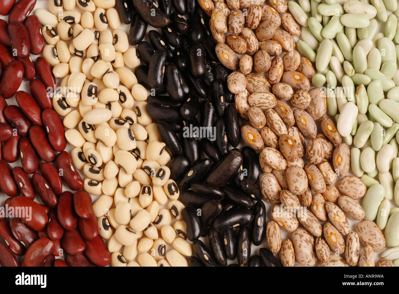Dried Red Kidney Blackeye Black Pinto and Flageolet Beans Stock Photo ...