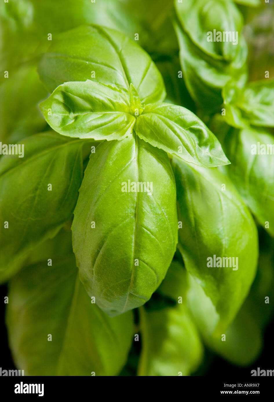 COMMON NAME: Basil LATIN NAME: Ocimum basilicum Stock Photo - Alamy
