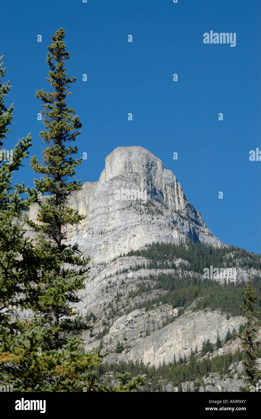 Rocky mountain fir hi-res stock photography and images - Alamy