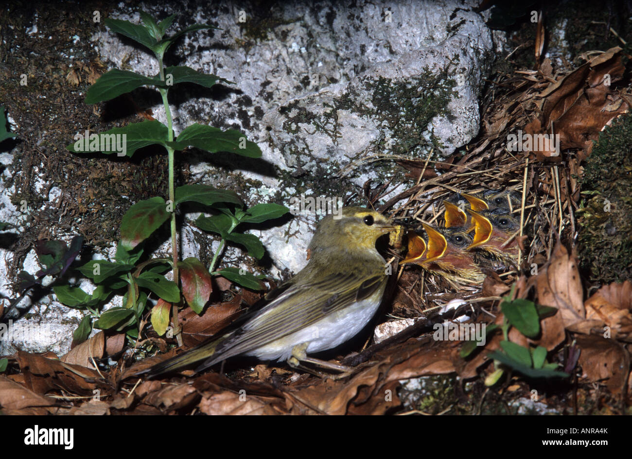 Wood warbler nest hi-res stock photography and images - Alamy