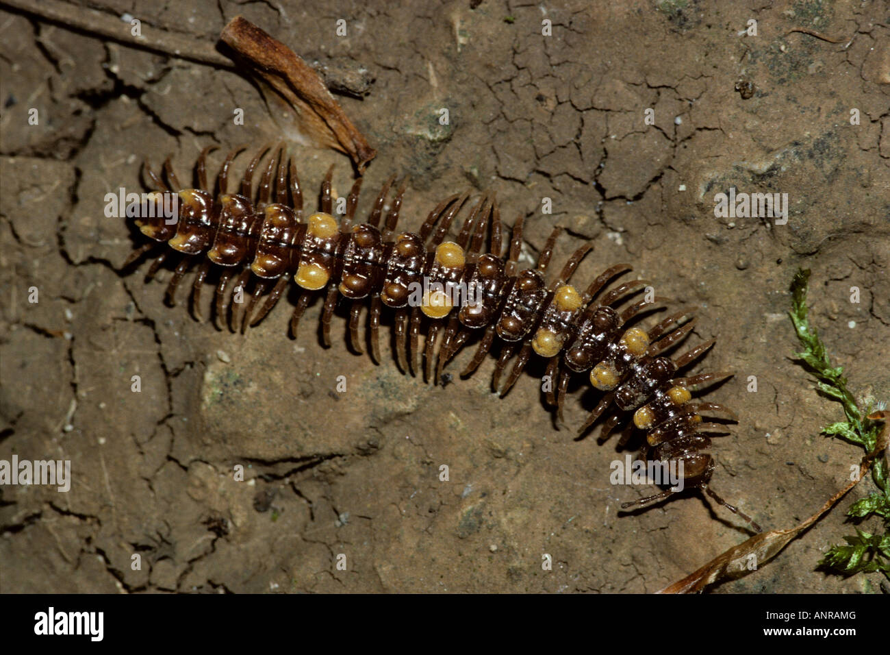 Polydesmus hi-res stock photography and images - Alamy