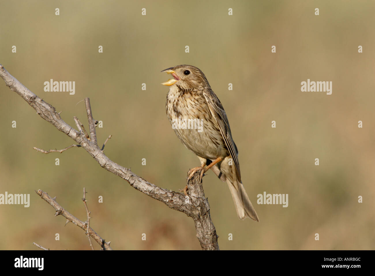 Perch in hi-res stock photography and images - Alamy