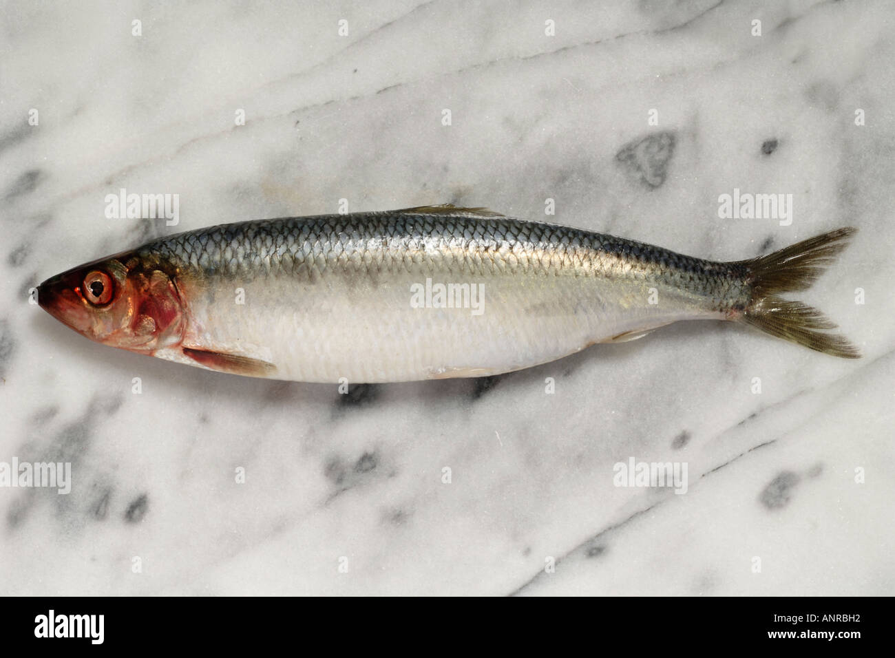 Fish on marble slab hi-res stock photography and images - Alamy