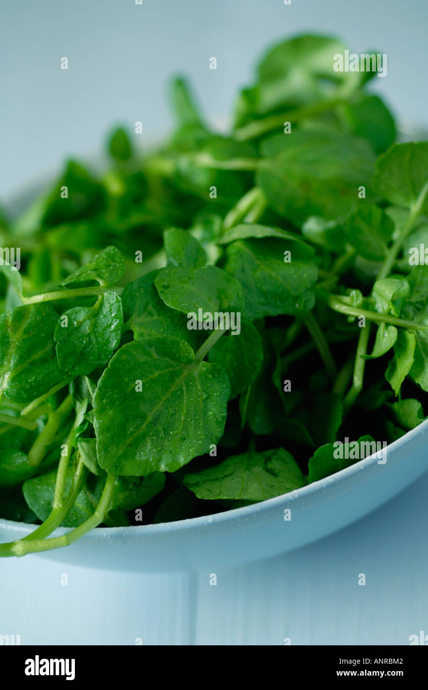 Peppery watercress hi-res stock photography and images - Alamy