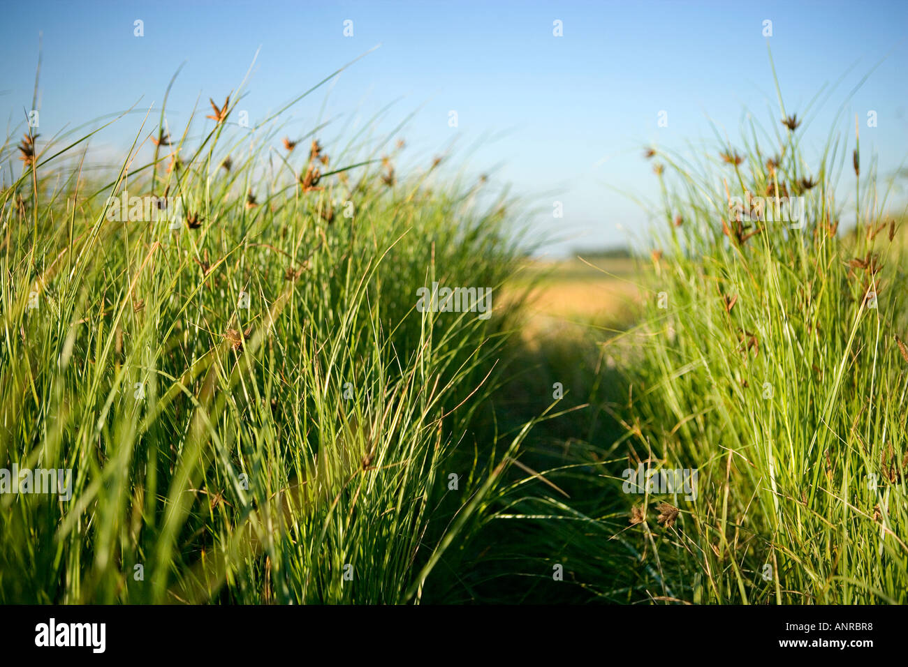 Long common hi-res stock photography and images - Alamy