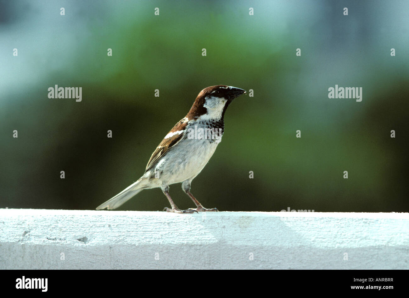 male Italian Sparrow (Passer italiae), Rome, Italy Stock Photo - Alamy