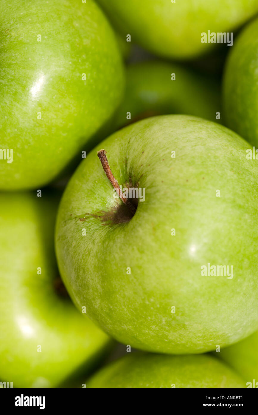 COMMON NAMEL: Green apples LATIN NAME: Malus Stock Photo - Alamy