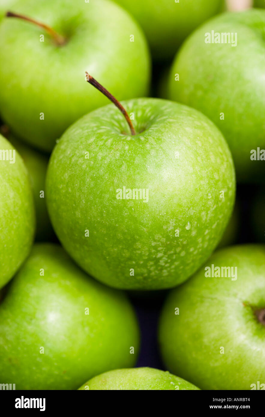 COMMON NAMEL: Green apples LATIN NAME: Malus Stock Photo - Alamy