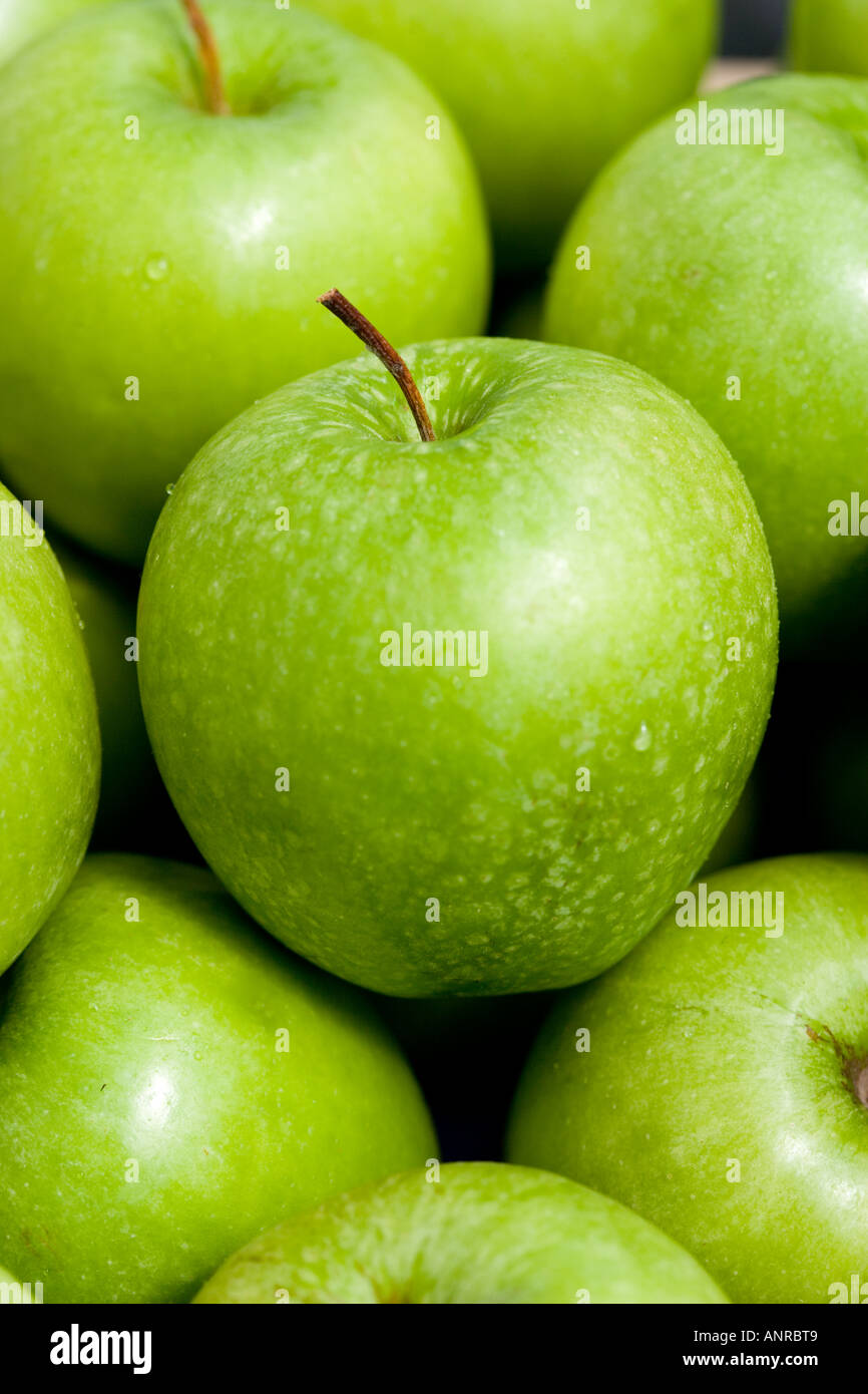 COMMON NAMEL: Green apples LATIN NAME: Malus Stock Photo - Alamy