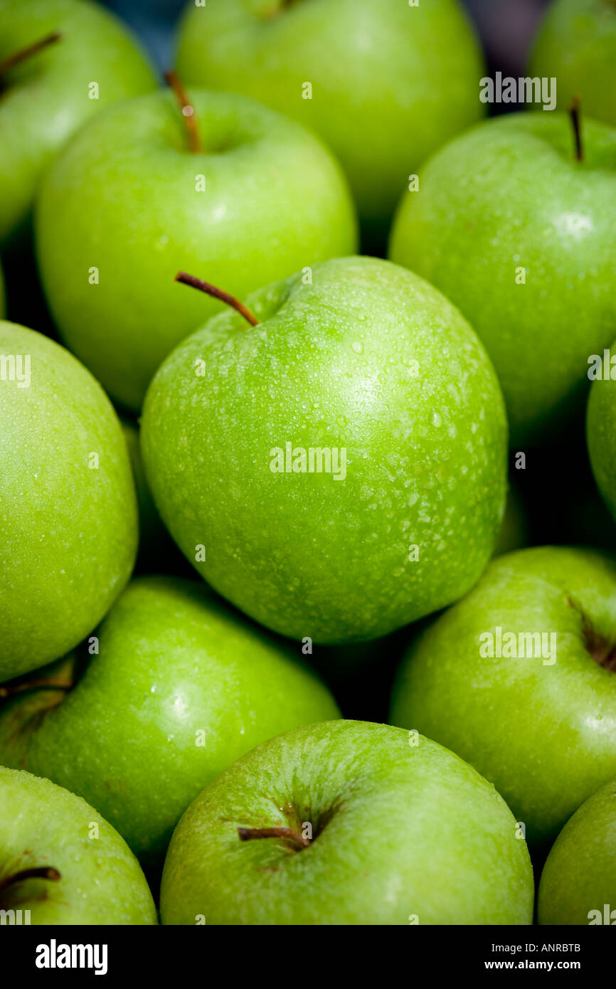 COMMON NAMEL: Green apples LATIN NAME: Malus Stock Photo - Alamy
