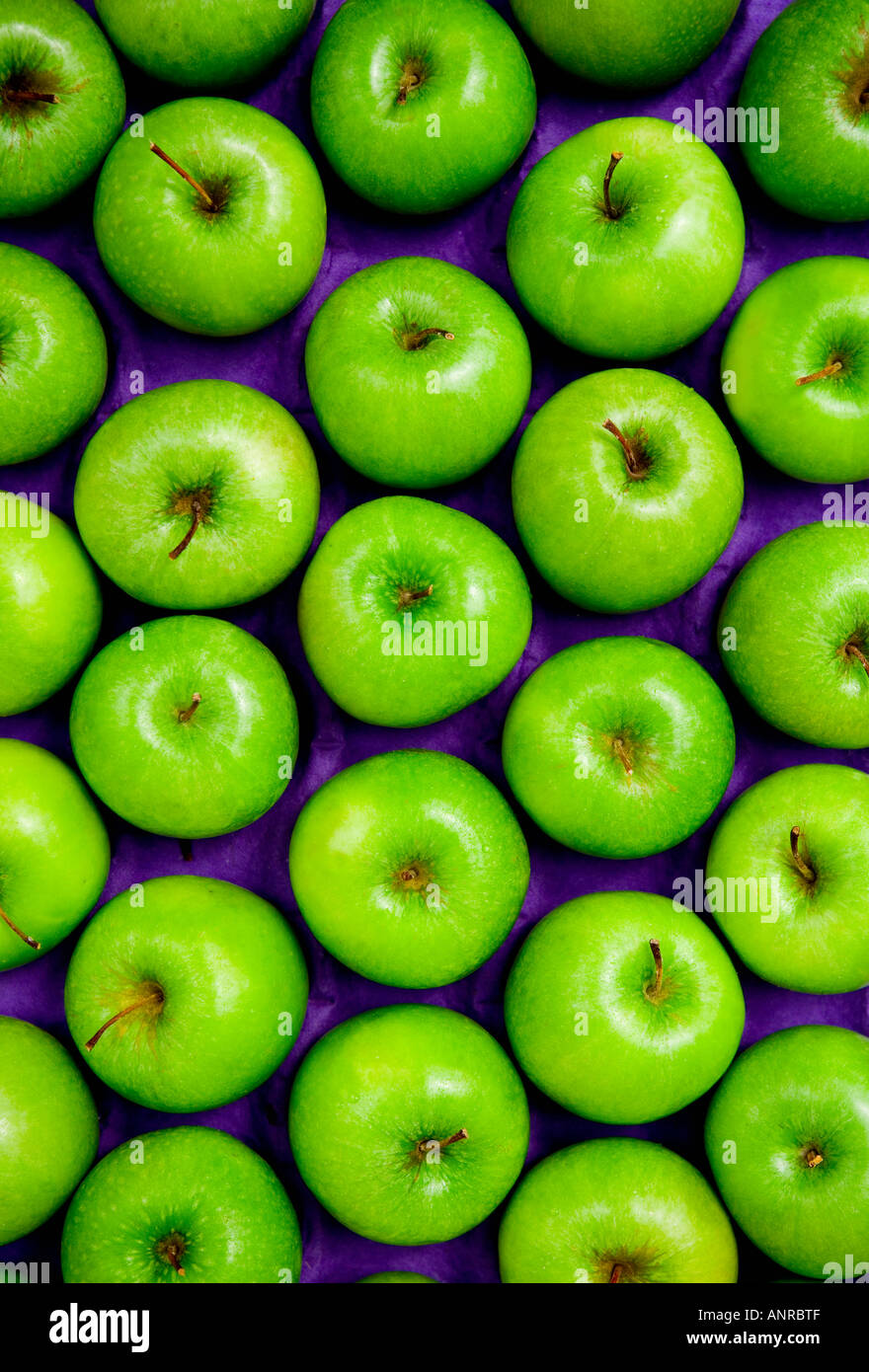 COMMON NAMEL: Green apples LATIN NAME: Malus Stock Photo - Alamy