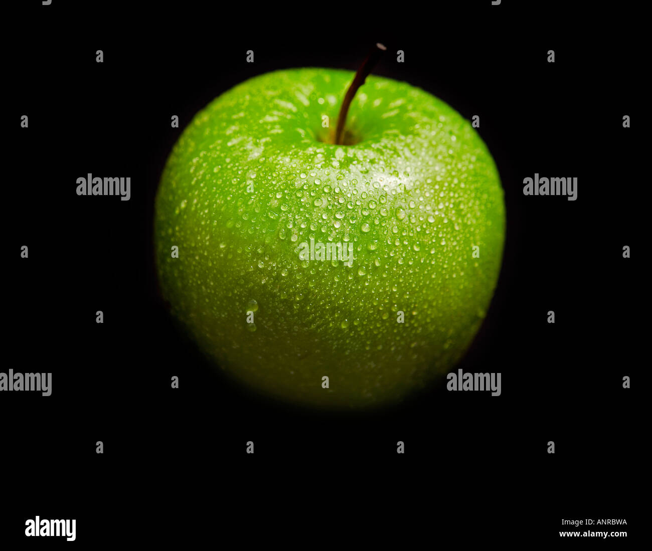 COMMON NAMEL: Green apple LATIN NAME: Malus Stock Photo - Alamy