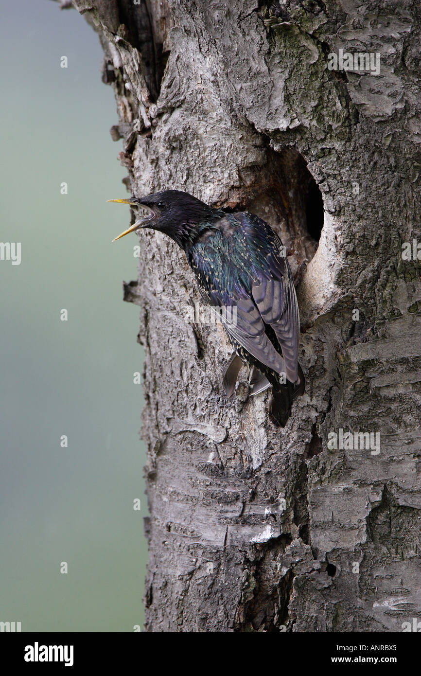 Starling calling by its tree nest hole in Bulgaria Stock Photo - Alamy Starling calling by its tree nest hole in Bulgaria Stock Photo - Alamy