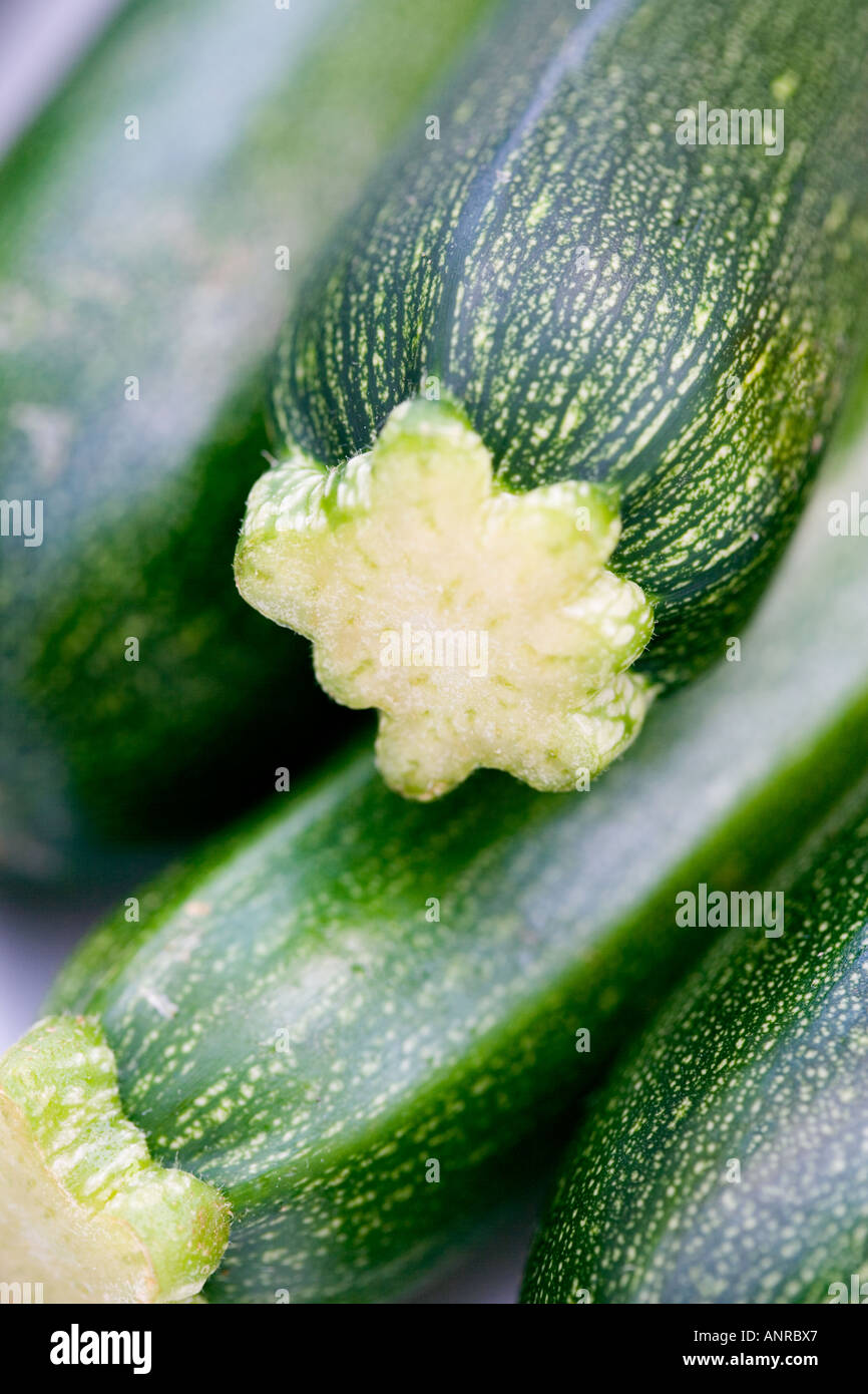 COMMON NAMEL: Courgettes LATIN NAME: Cucurbita pepo Stock Photo - Alamy