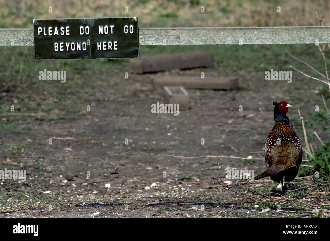 Pheasant funny hi-res stock photography and images - Alamy