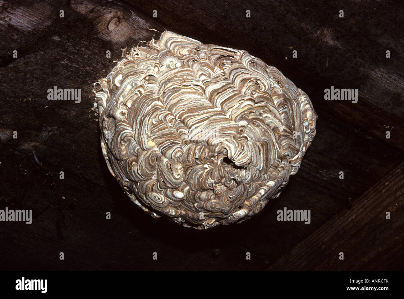 Wasp nest under roof hi-res stock photography and images - Alamy