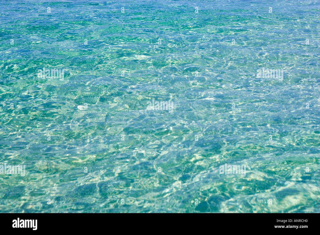 Full frame common sea hi-res stock photography and images - Alamy