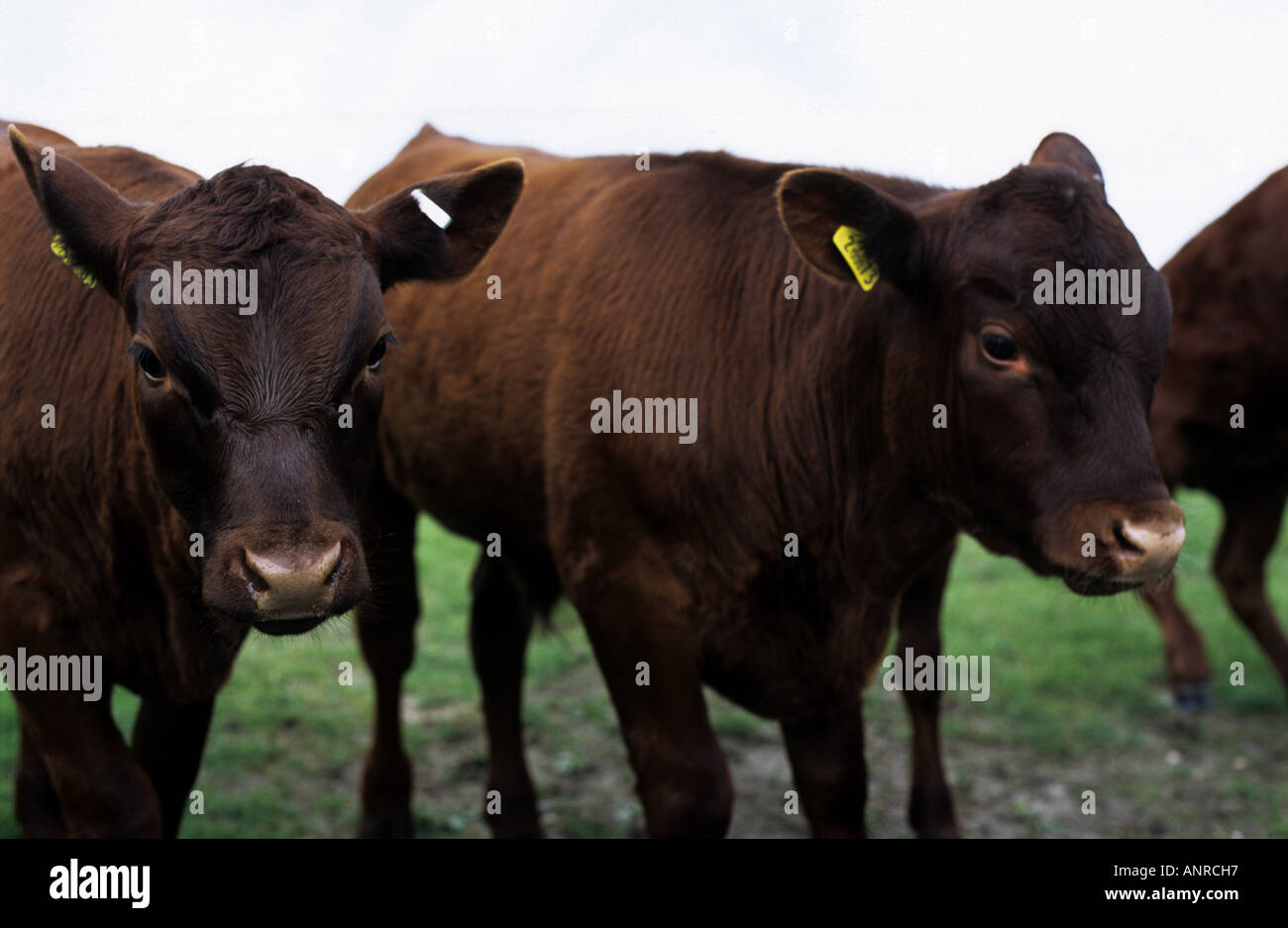 Red Poll cattle, traditional British breed, native to East Anglia ...