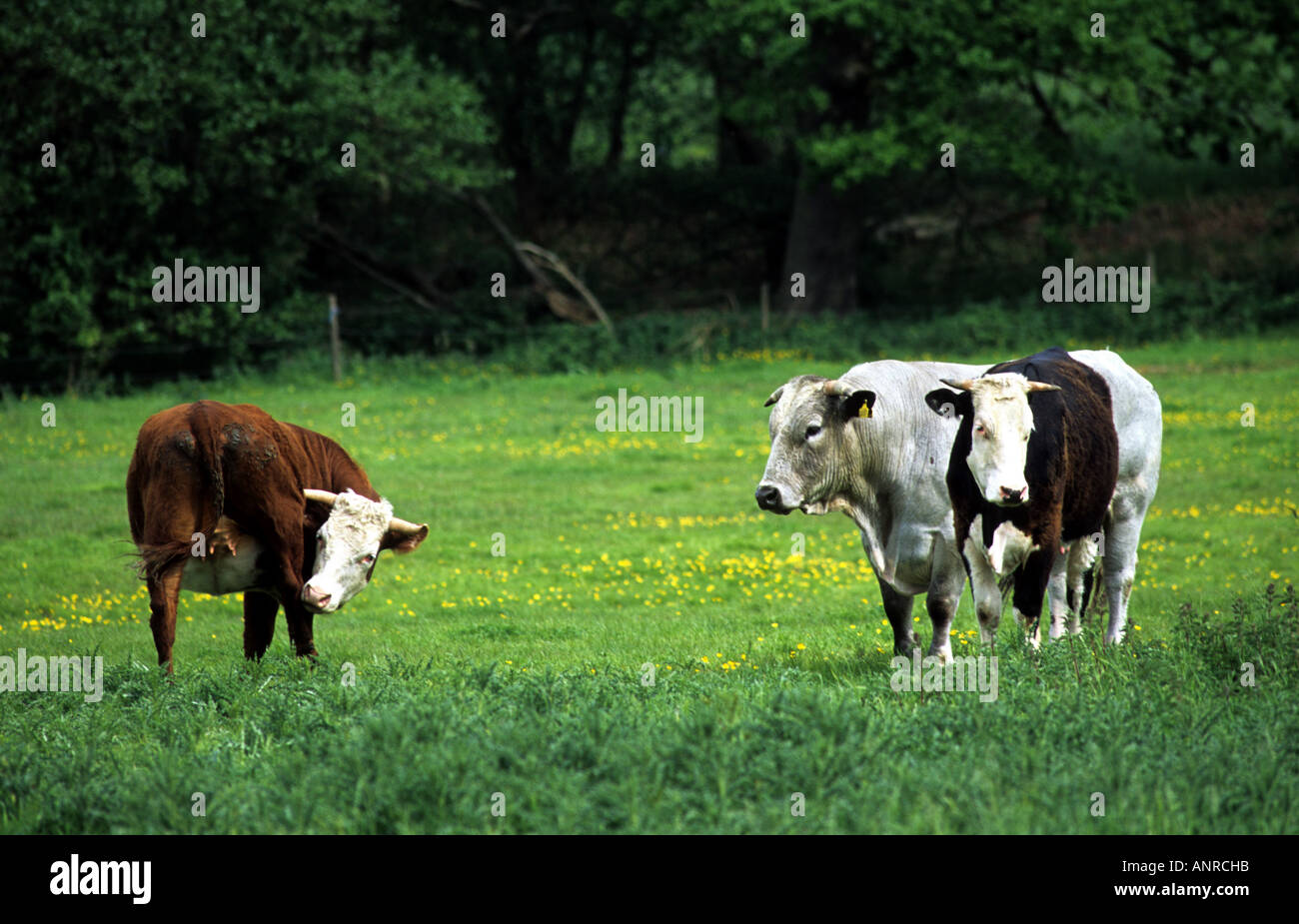 Beef cattle suffolk england hi-res stock photography and images - Alamy