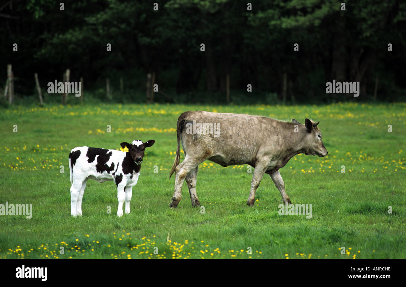 Mixed Farming Uk High Resolution Stock Photography and Images - Alamy
