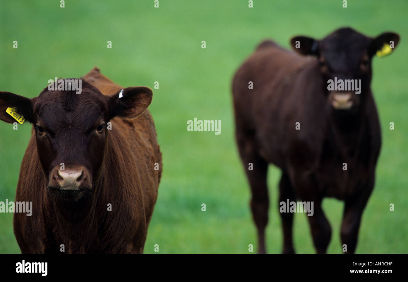 British cattle breed hi-res stock photography and images - Alamy