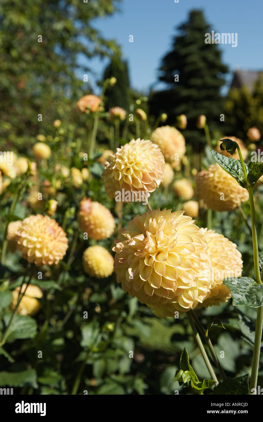 Dahlia blooms hi-res stock photography and images - Alamy