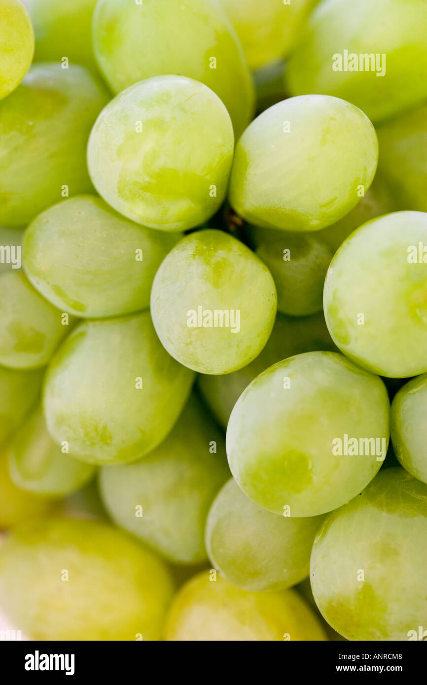 Common name latin name vitus hi-res stock photography and images - Alamy