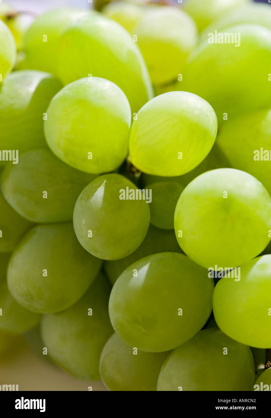COMMON NAME: Grapes LATIN NAME: Vitus vinifera Stock Photo - Alamy