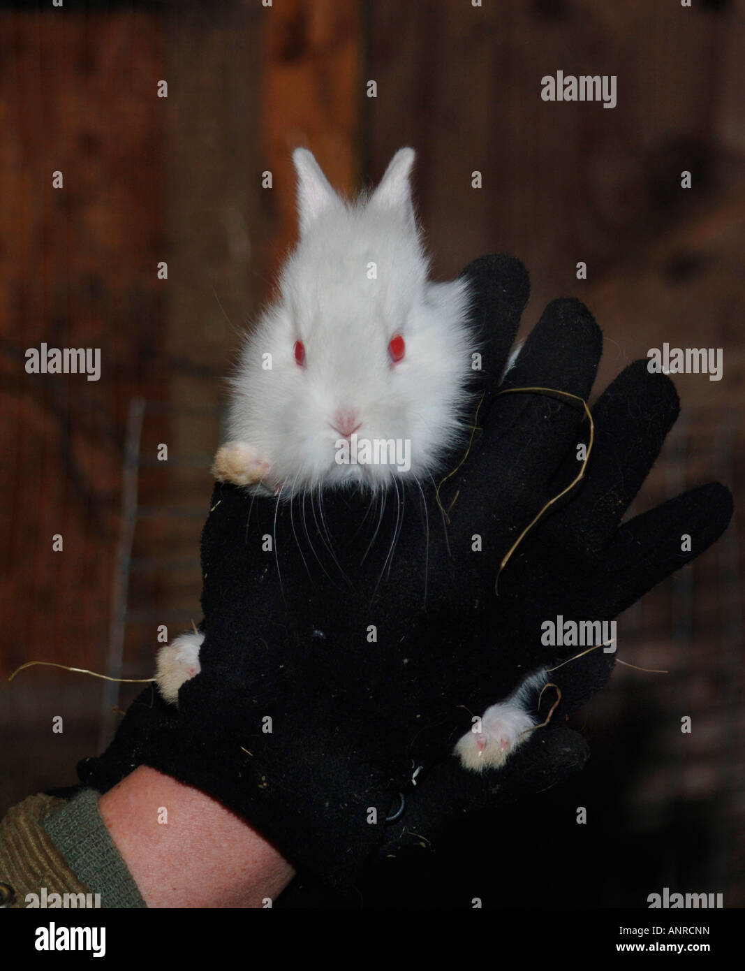 A White Lionhead Rabbit Being Handheld Stock Photo - Alamy